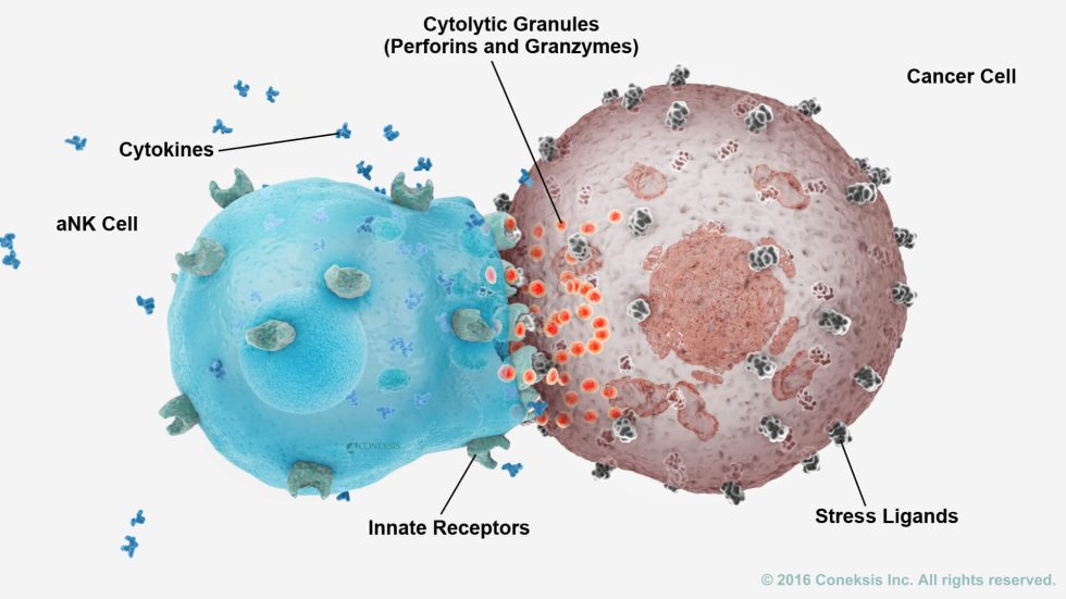 NK-92 ® CELLS - Brink Biologics