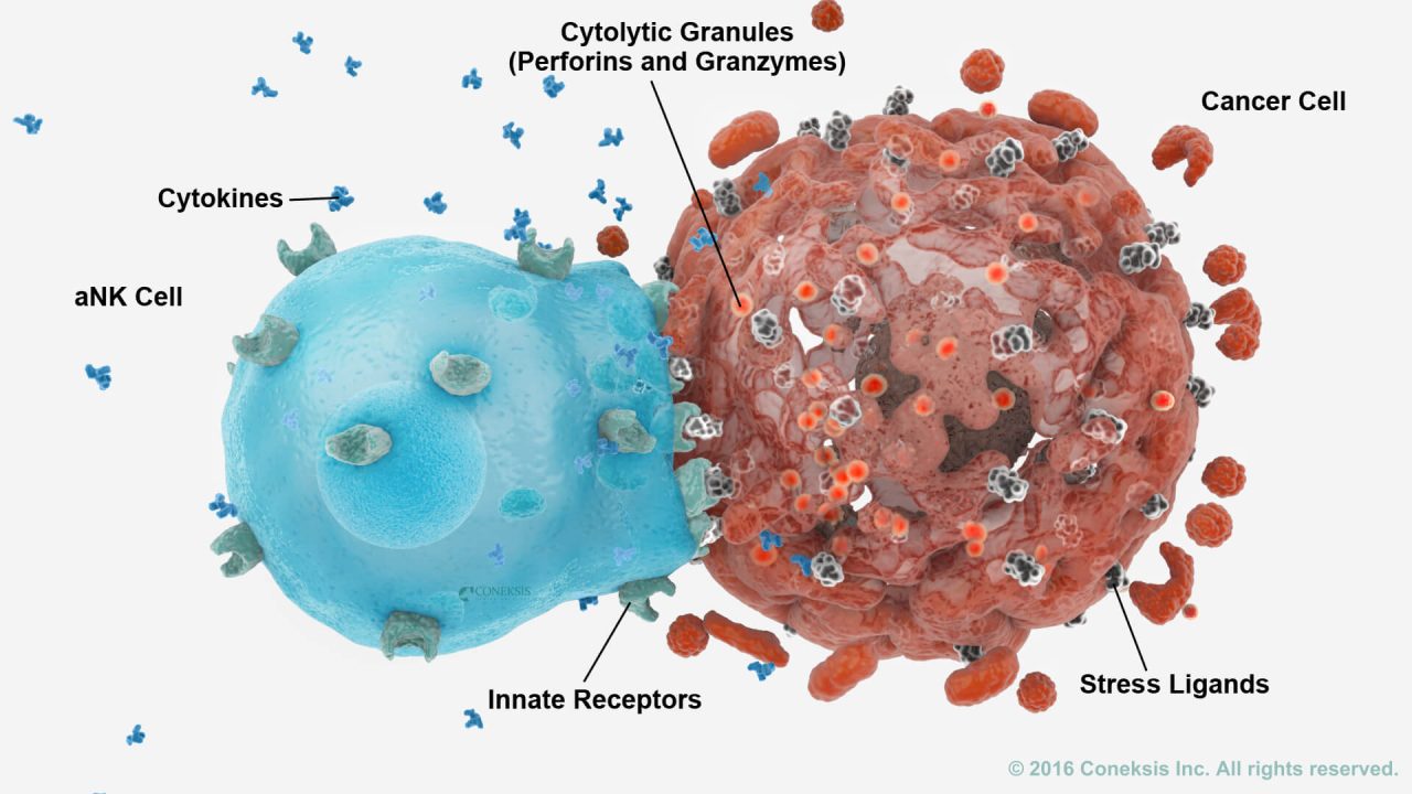 NK-92 ® CELLS - Brink Biologics